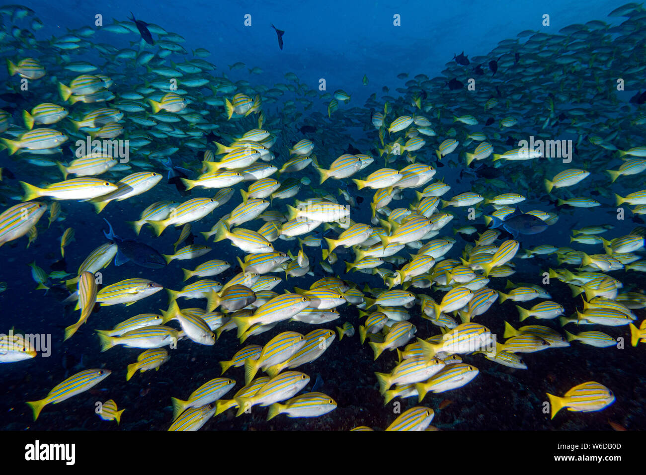 Diver school bluestripe snappers lutjanus hi-res stock photography and ...