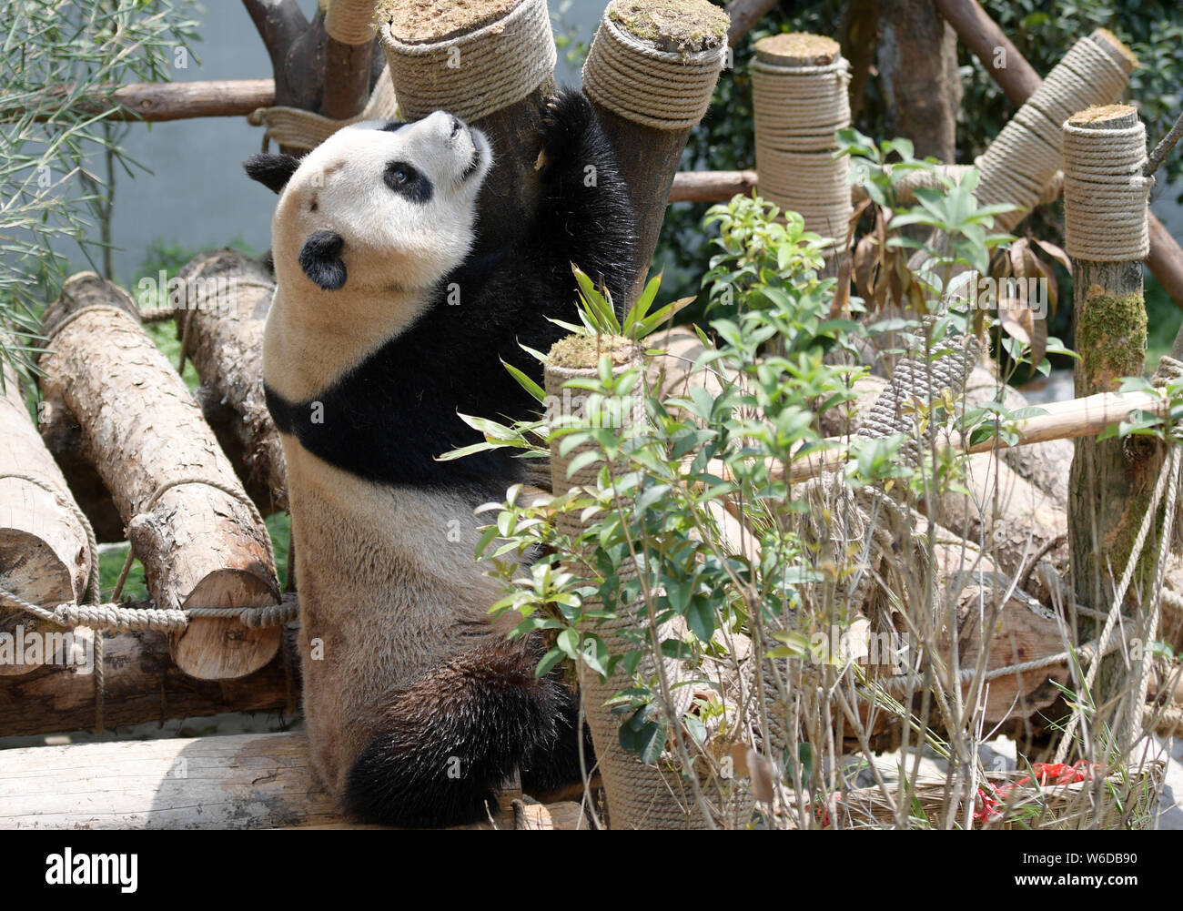 Spanish-born giant panda "Xingbao" plays in its enclosure at ...