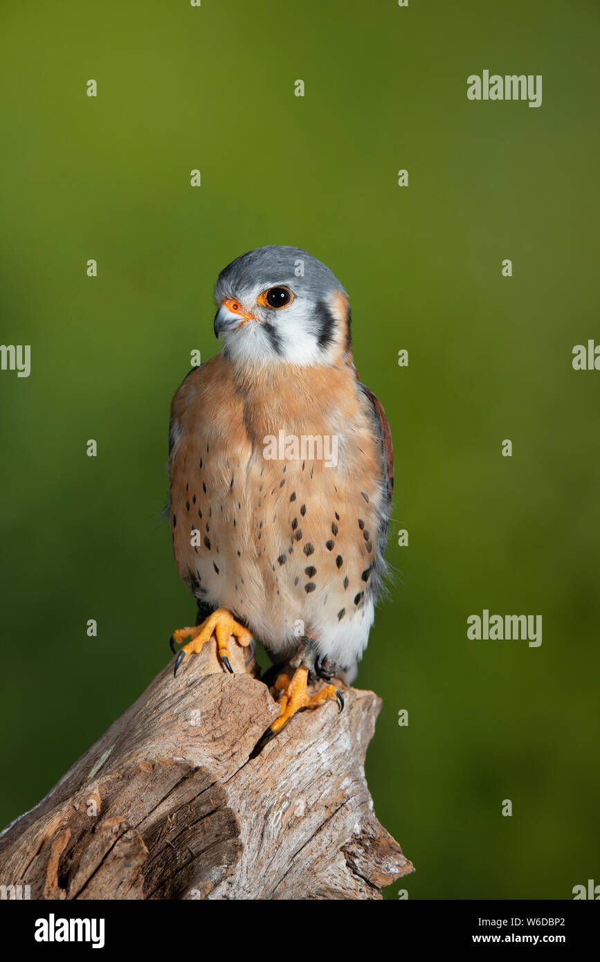 Beautiful portrait of American Kestrel Falconidae in studio setting ...