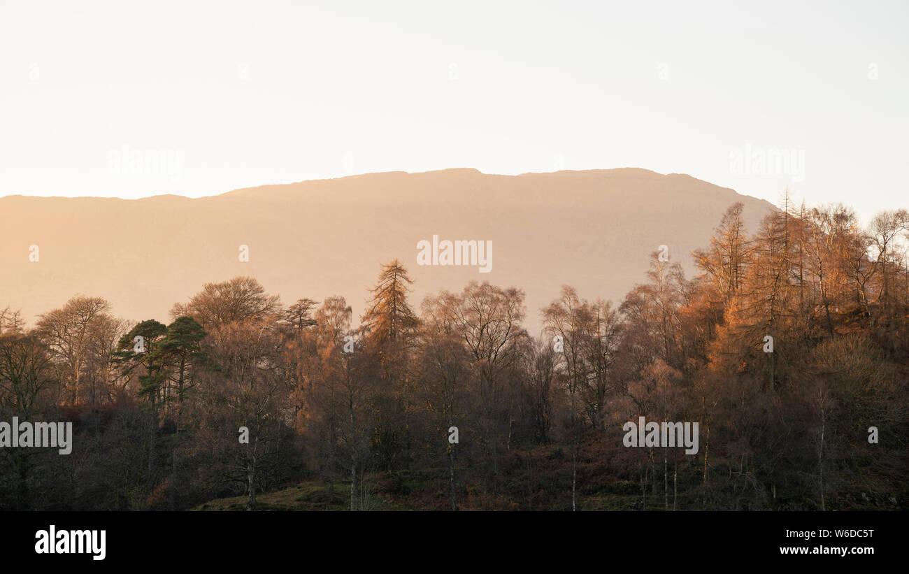 Beautiful landscape image of larch and pine trees silhouetted against ...