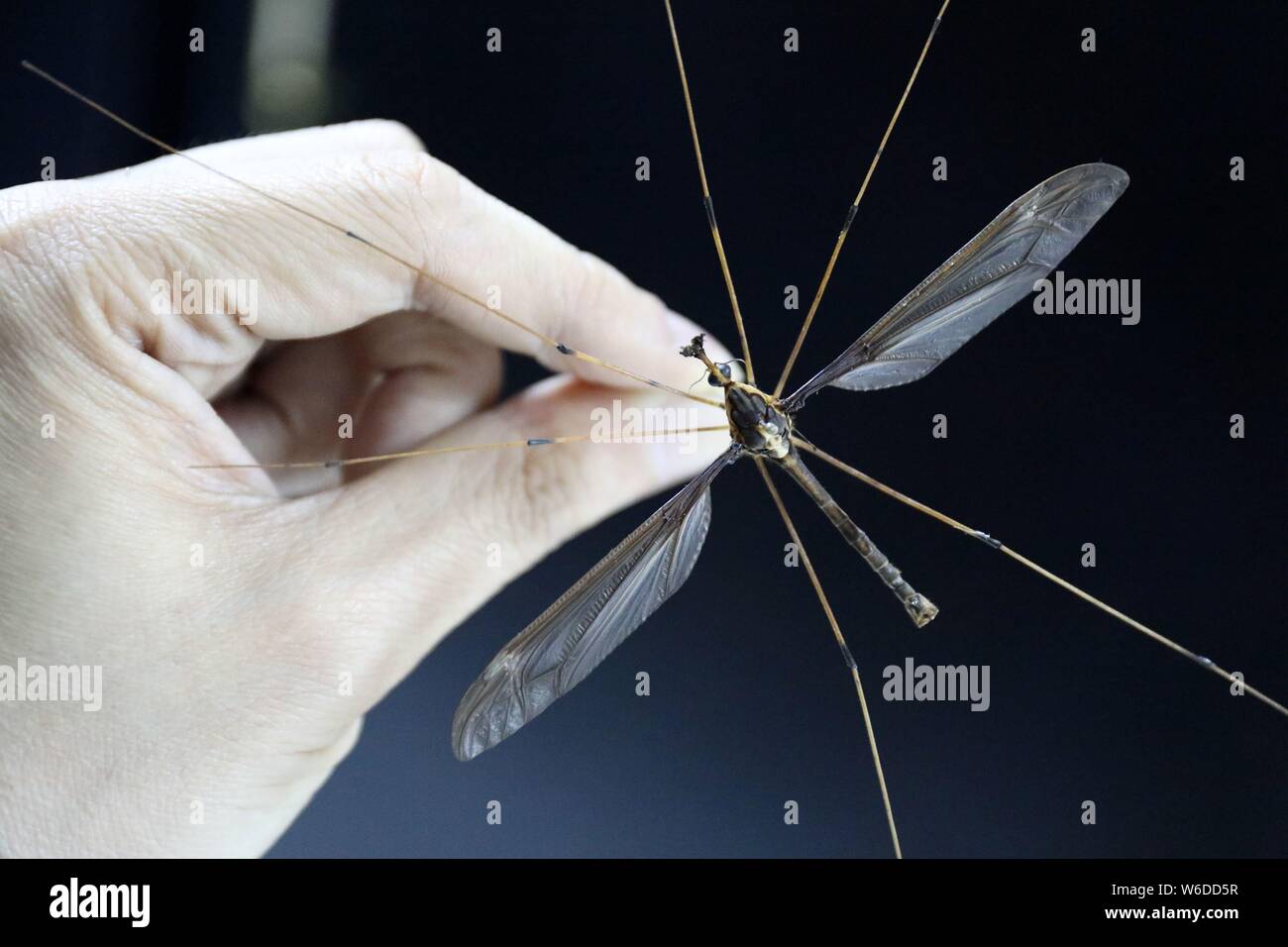 Giant mosquito hi-res stock photography and images - Alamy