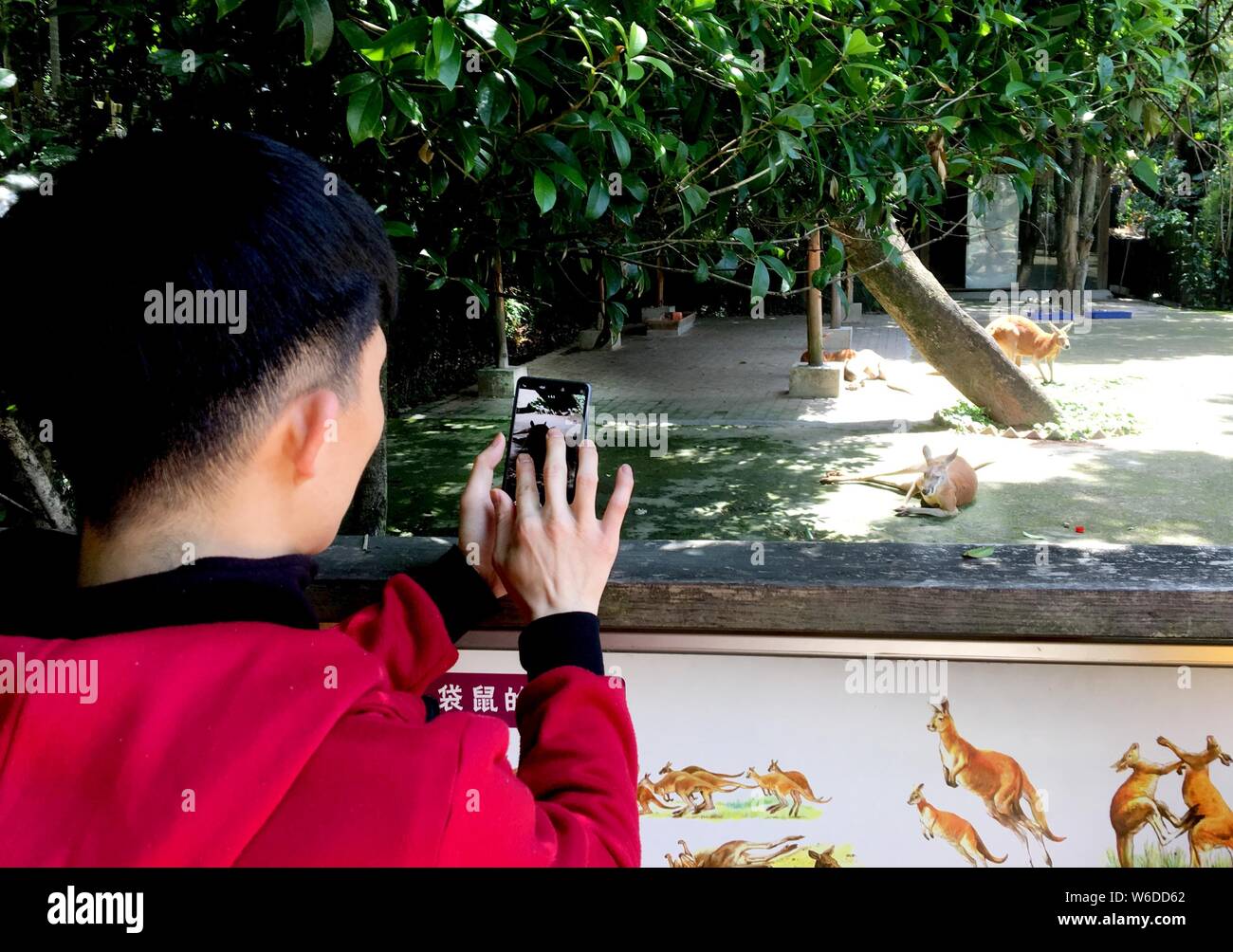 A young boy takes photos of kangaroos outside the kangaroos' enclosure ...