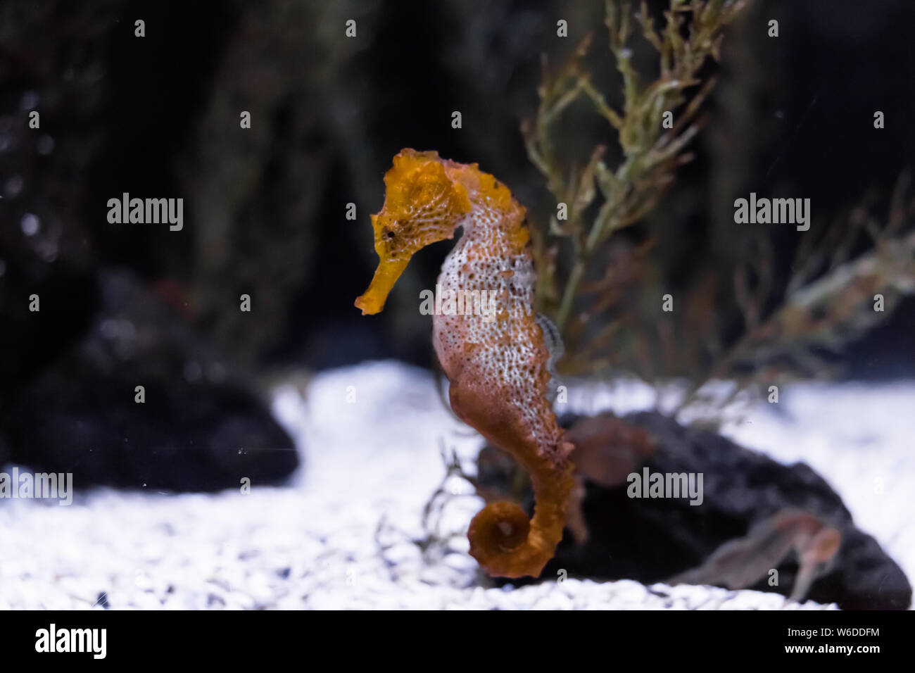Exotic seahorse (hippocampus) in Aquarium. Underwater Scene Stock Photo ...