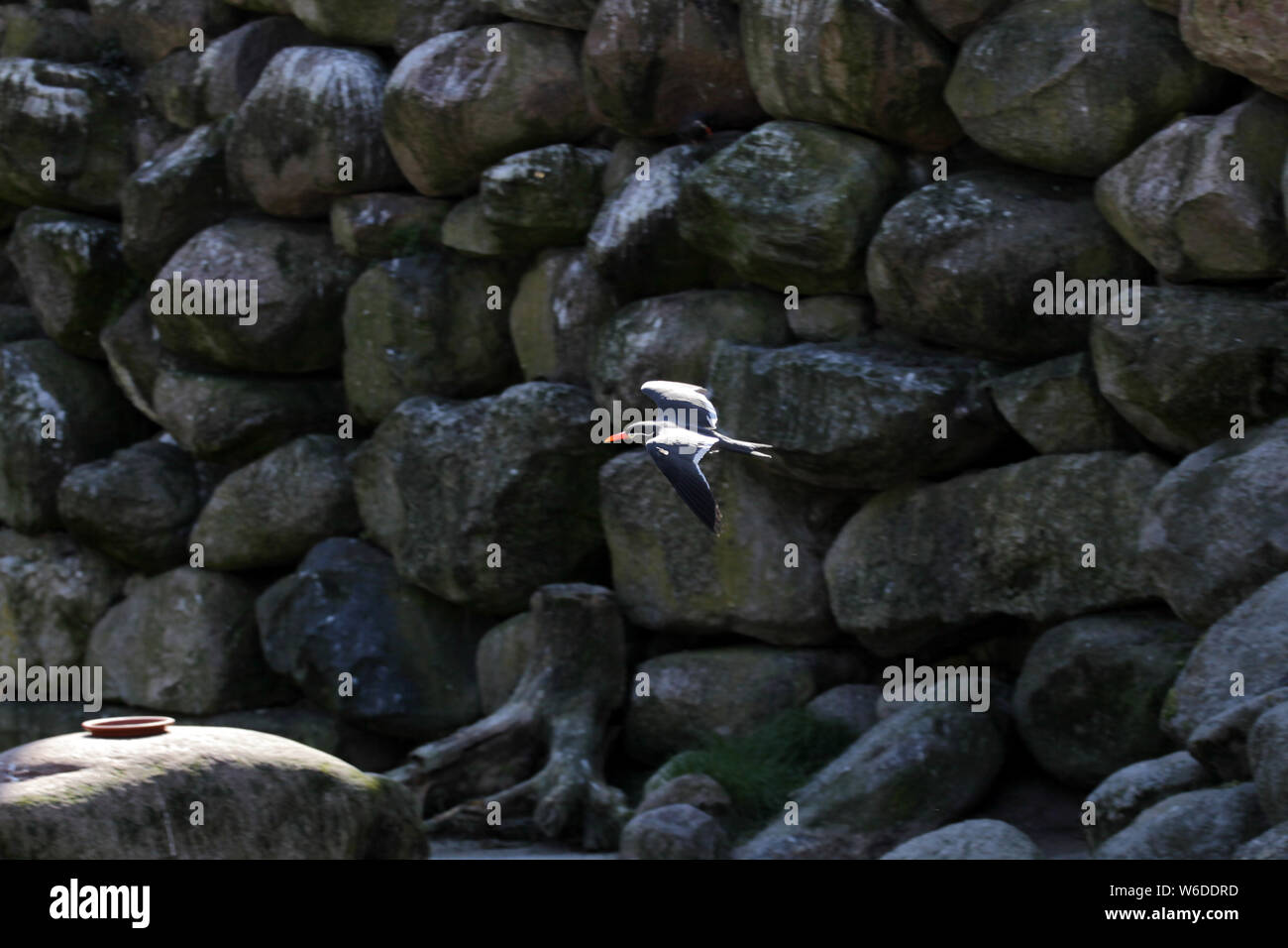 An inca tern flying. The Inca tern is a large tern, approximately 40 cm ...