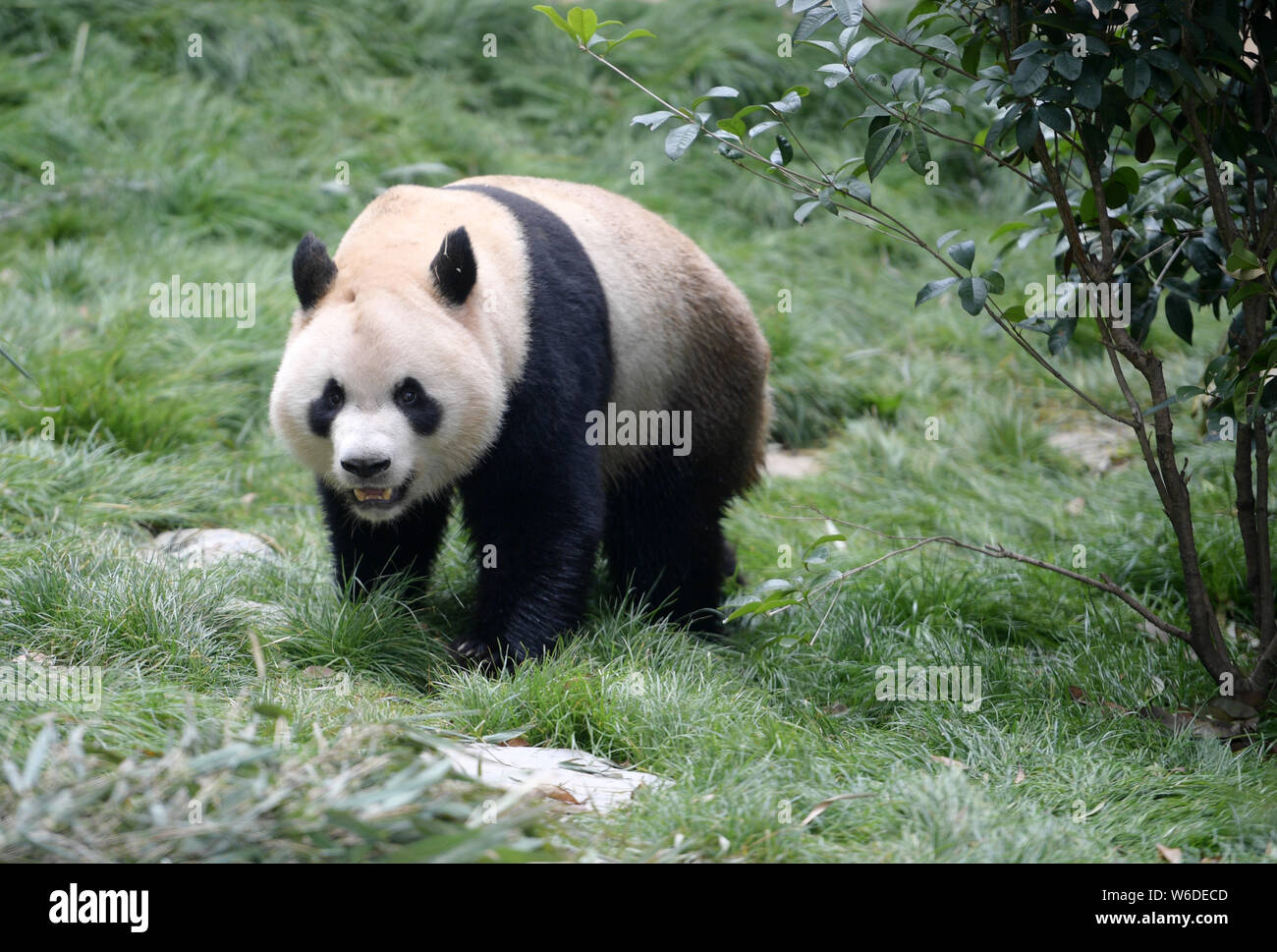 Spanish-born giant panda "Xingbao" plays in its enclosure at ...