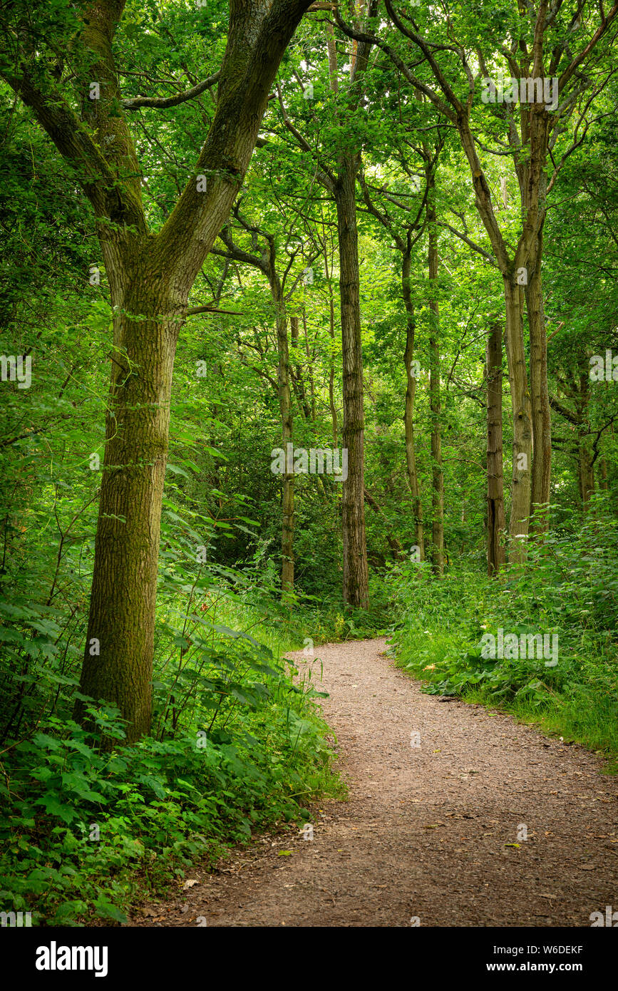 Beautiful Footpath Wallpaper Scenic Landscape Beautiful Lush Green