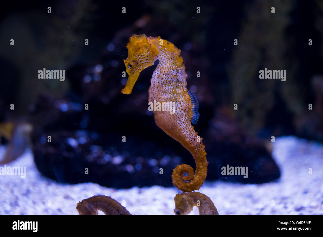 Exotic seahorse (hippocampus) in Aquarium. Underwater Scene Stock Photo ...