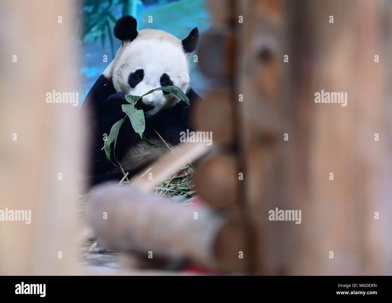 Giant panda Pu Pu, which is confirmed to be male, plays at the Shenyang ...