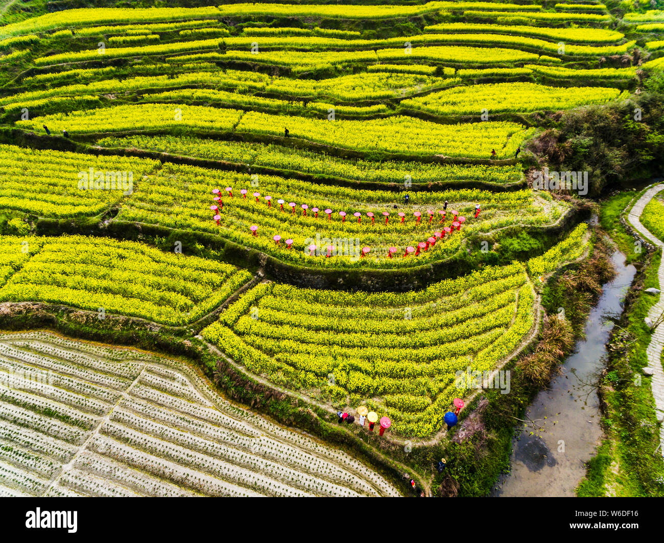 Chinese women present cheongsam, also known as qipao in Chinese, during ...