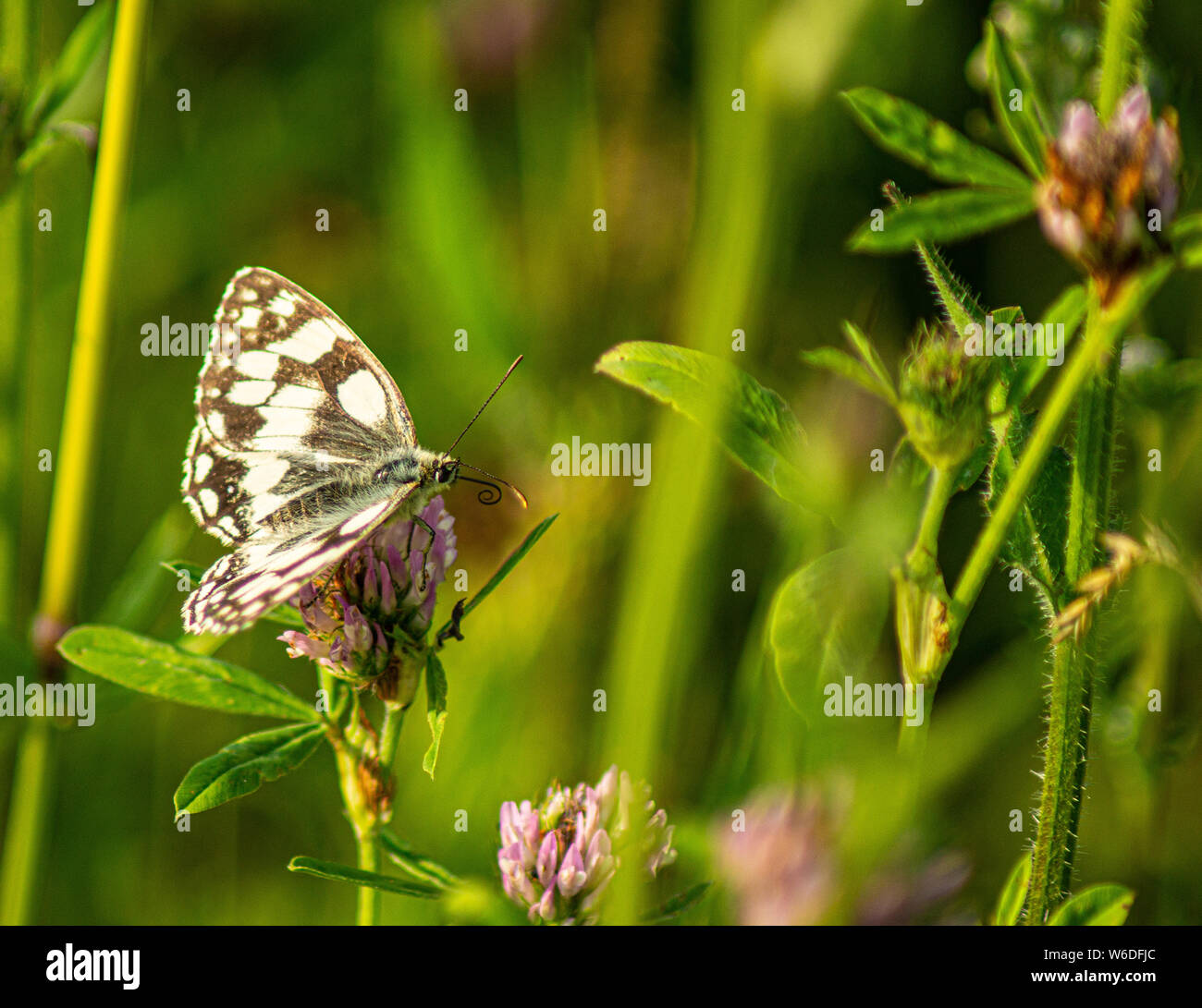 Close up Marco photograph of Black Marble Butterfly on english ...