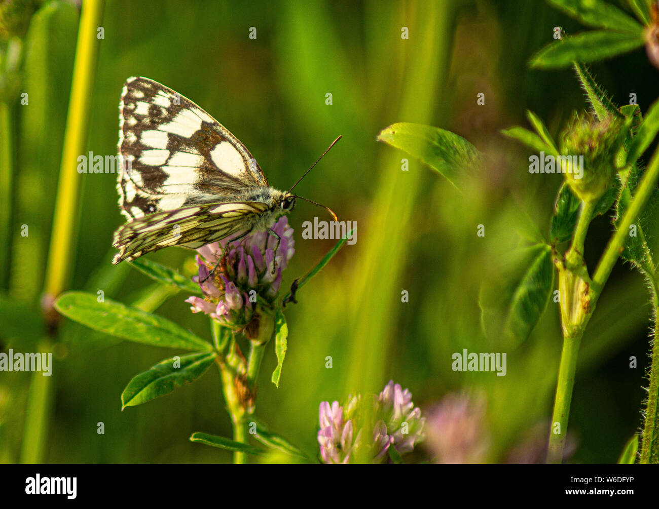 Stunning marble white butterfly hi-res stock photography and images - Alamy