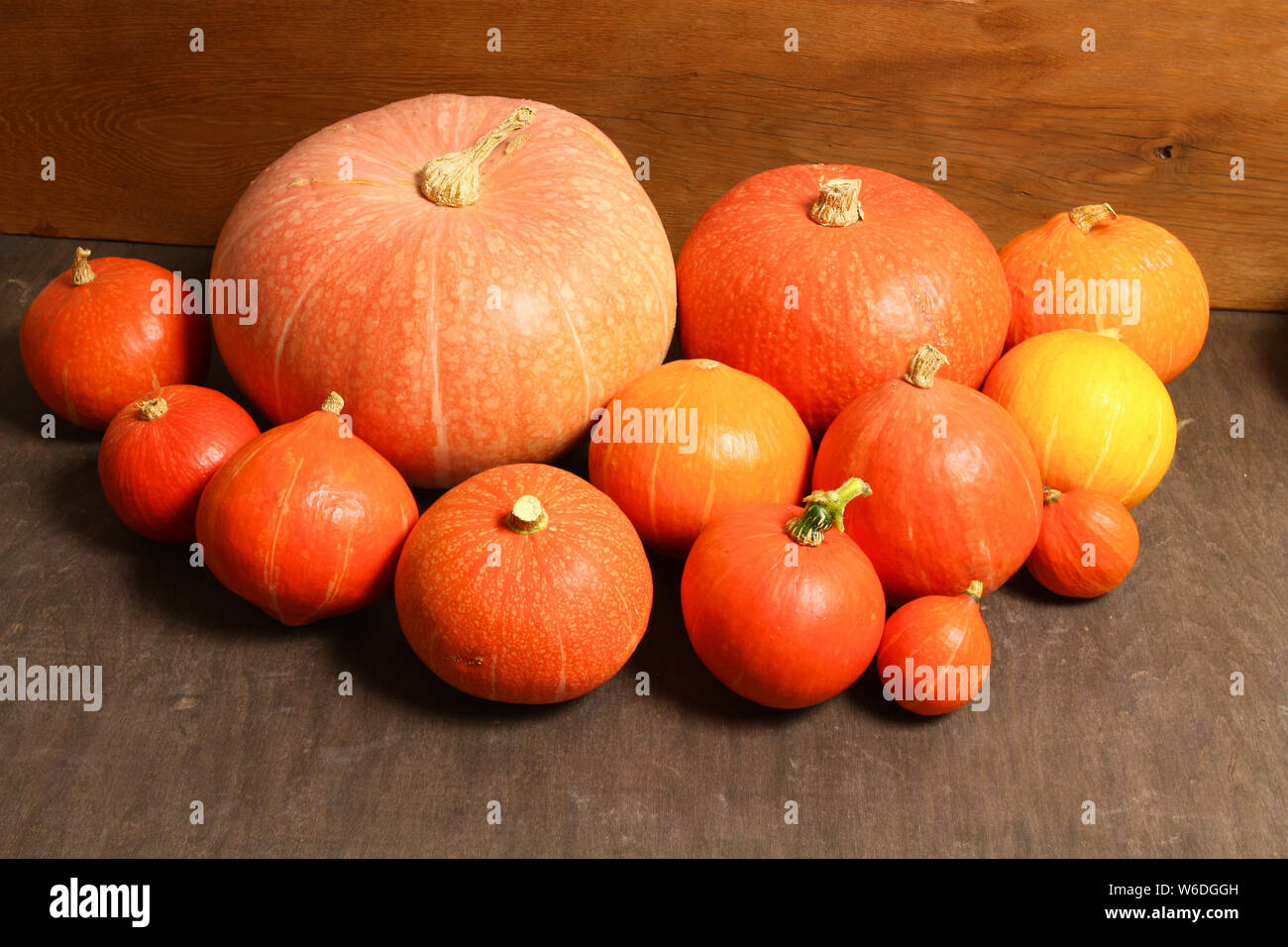 Variety pumpkins in sizes hi-res stock photography and images - Alamy