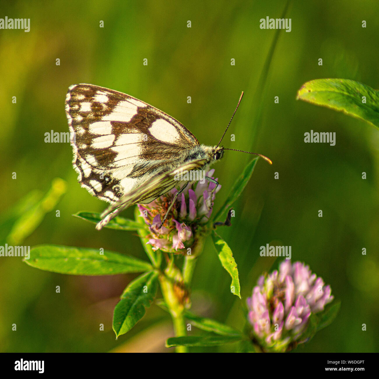 Close up Marco photograph of Black Marble Butterfly on english ...