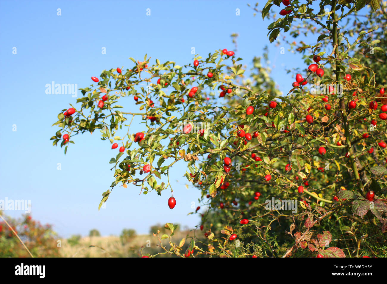 Rosehip shrub hi-res stock photography and images - Alamy