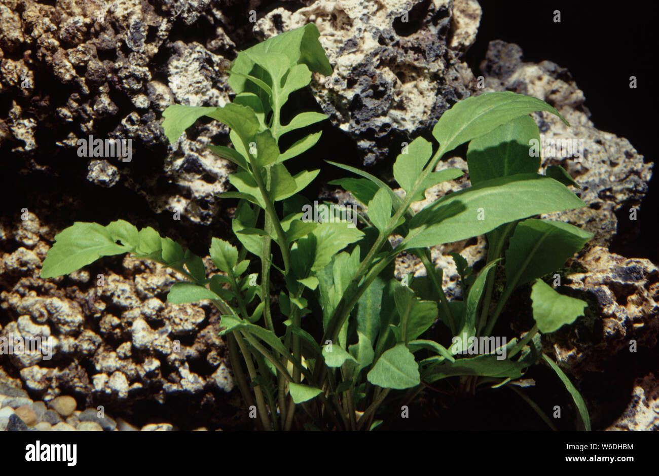 Great yellowcress, Rorippa amphibia Stock Photo - Alamy