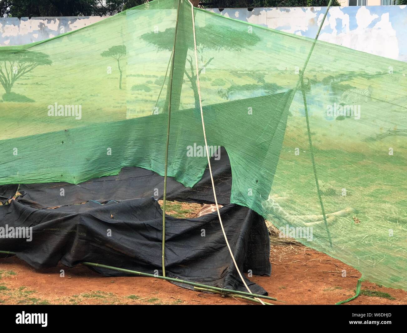 A view of the body of the dead male giraffe Hairong which died from ...