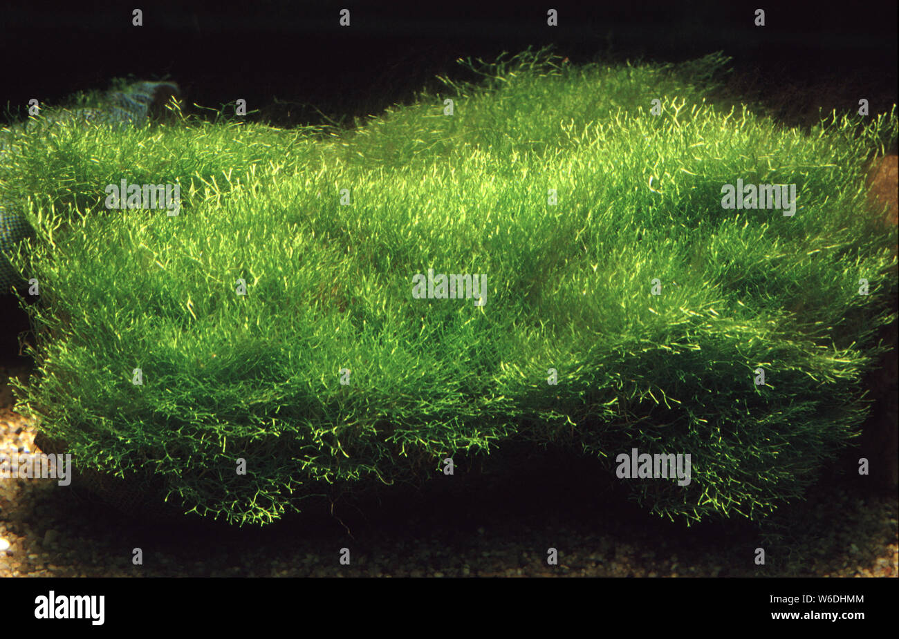 Floating crystalwort riccia fluitans hi-res stock photography and ...