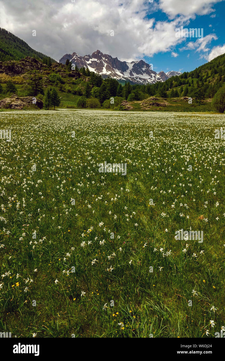 Alpine wild flowers and snowy peaks, Vallée de la Clarée, Val de Pres ...