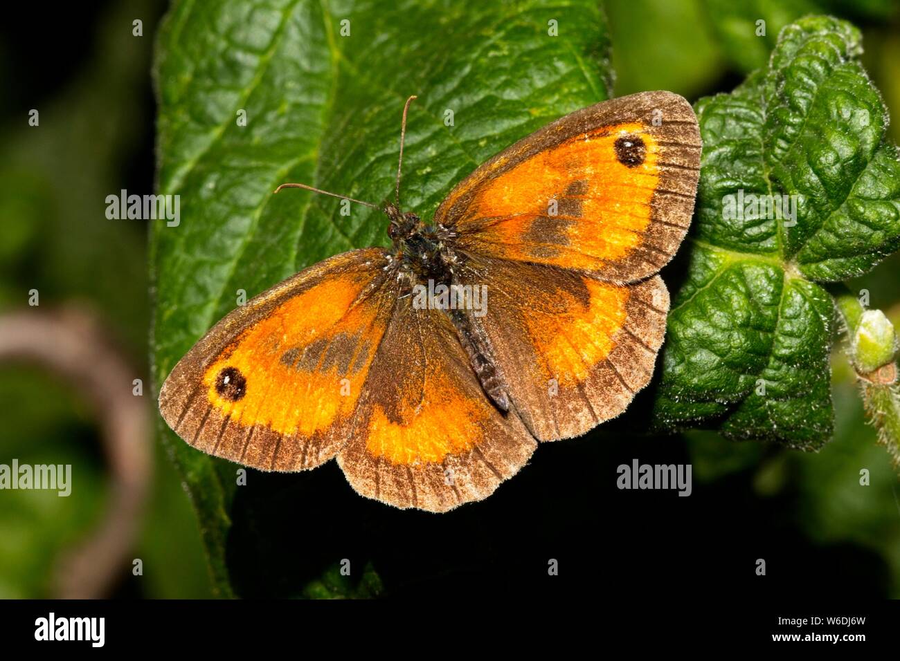 Gatekeeper butterfly (Pyronia tithonus) East Sussex, Uk Stock Photo - Alamy
