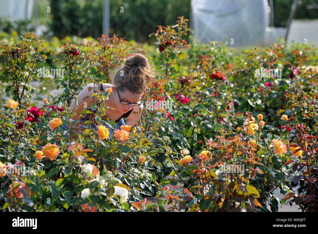 Girl picking up flowers hi-res stock photography and images - Alamy