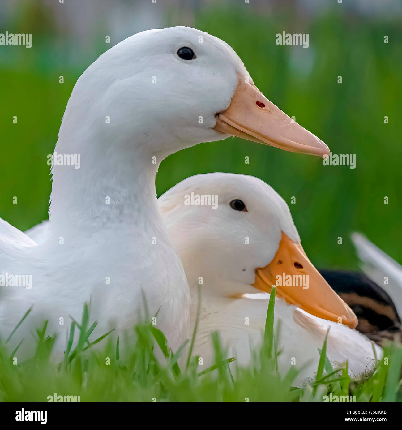 Square Duck Pond High Resolution Stock Photography and Images - Alamy