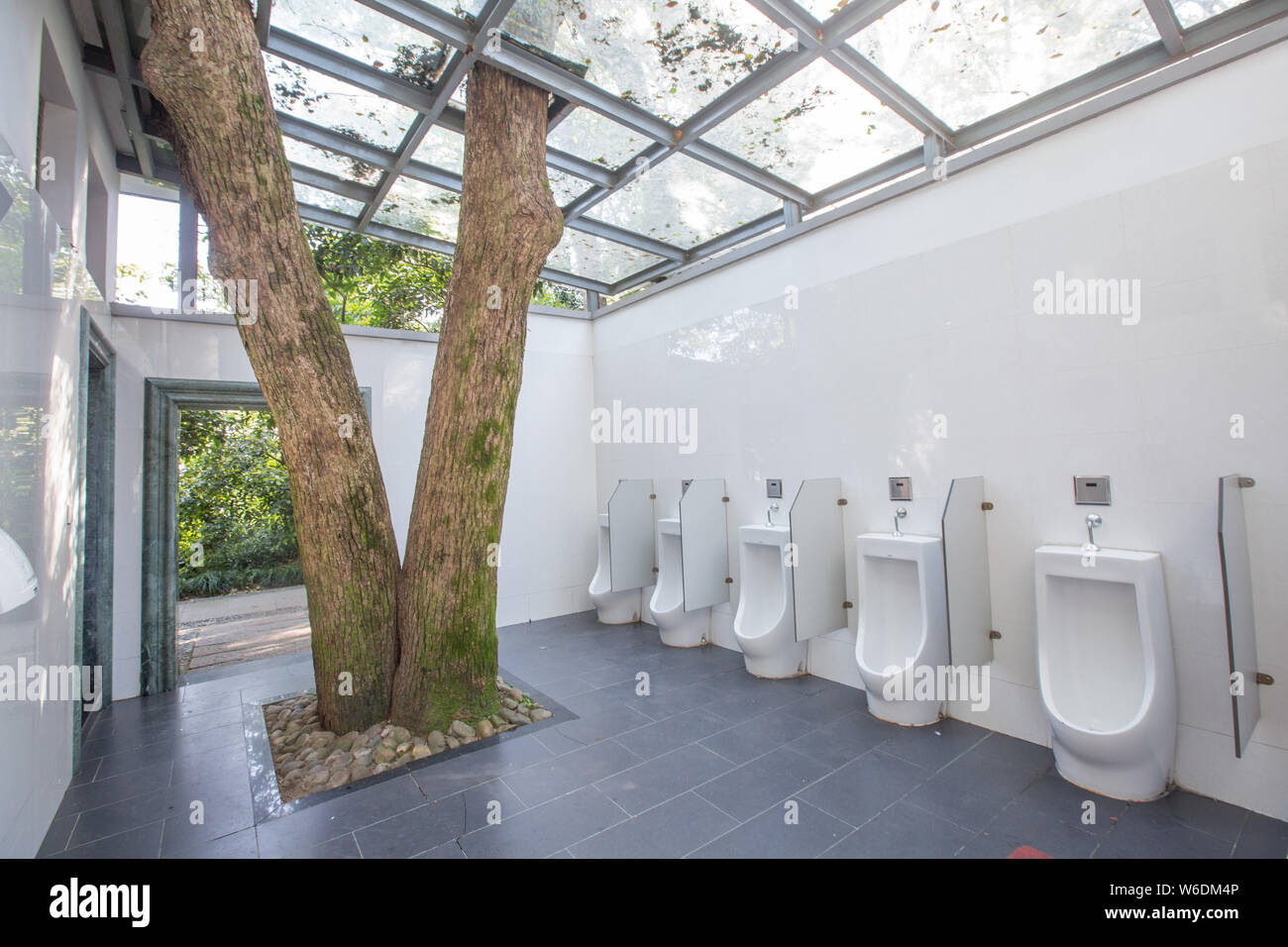 Interior view of a tree with a width of two meters growing inside men's ...