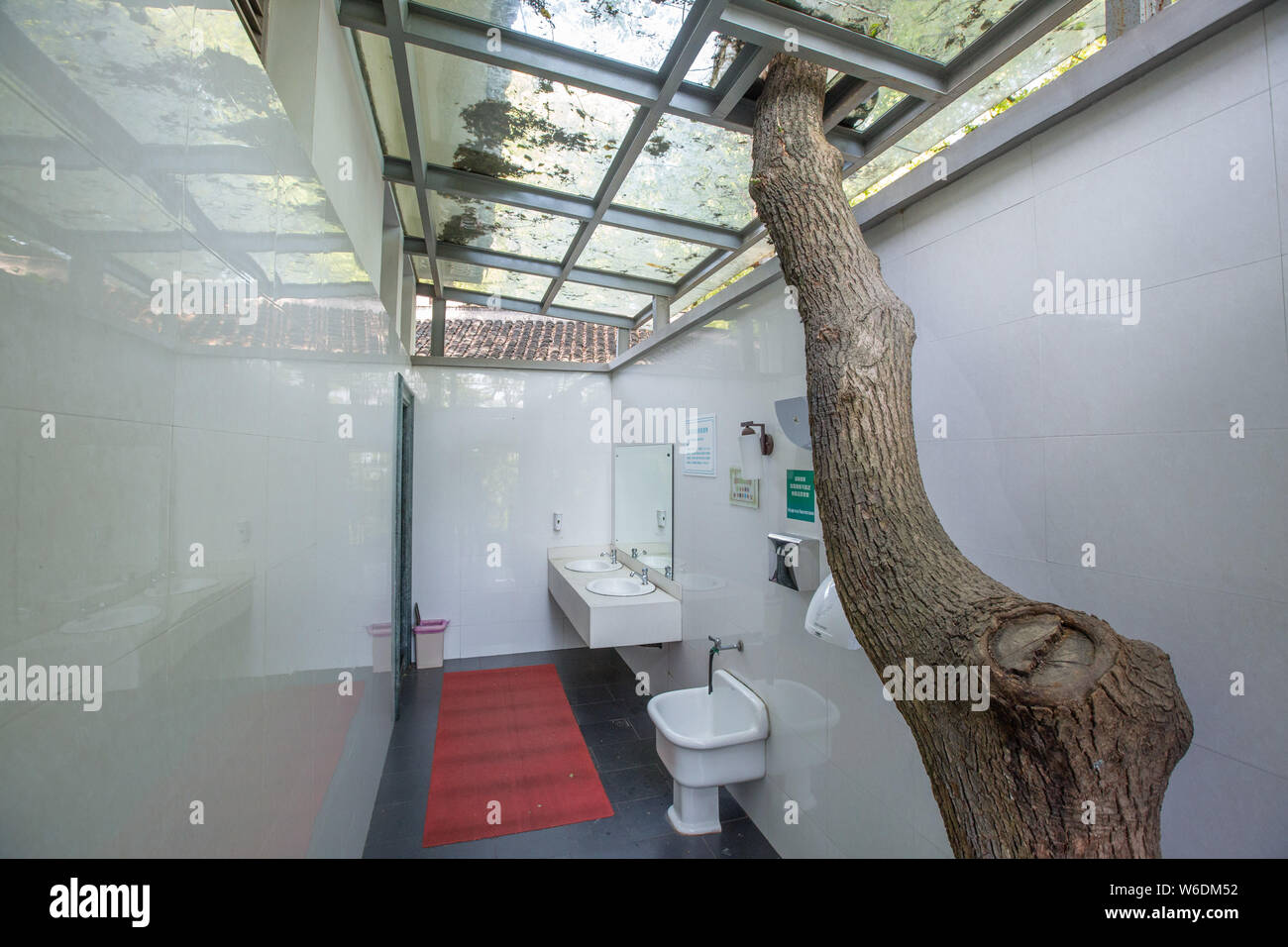 Interior view of a tree growing inside women's public toilet near the ...