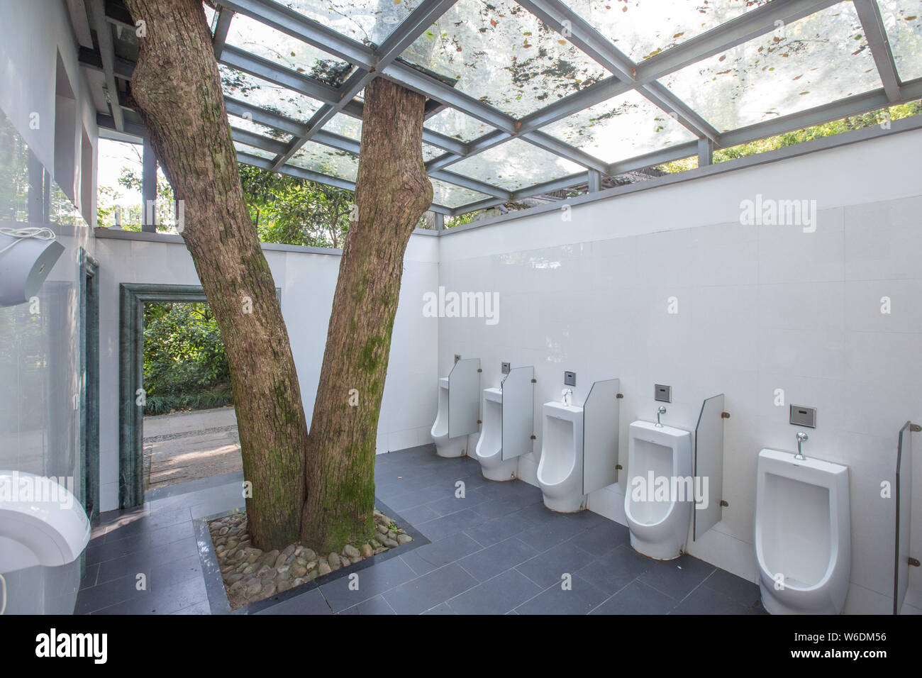 Interior view of a tree with a width of two meters growing inside men's ...