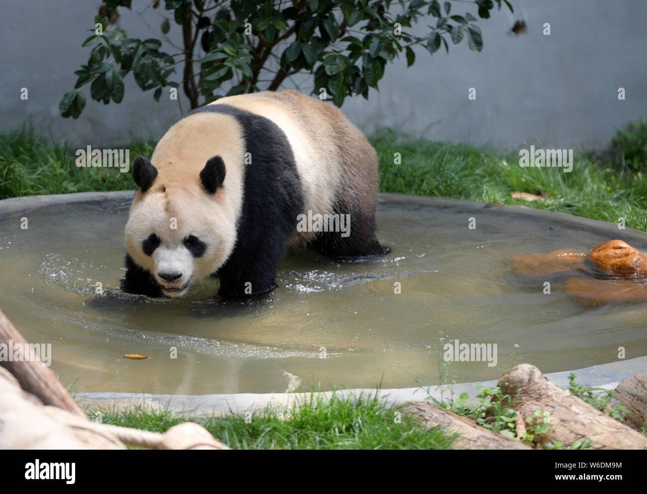 Spanish-born giant panda "Xingbao" plays in its enclosure at ...