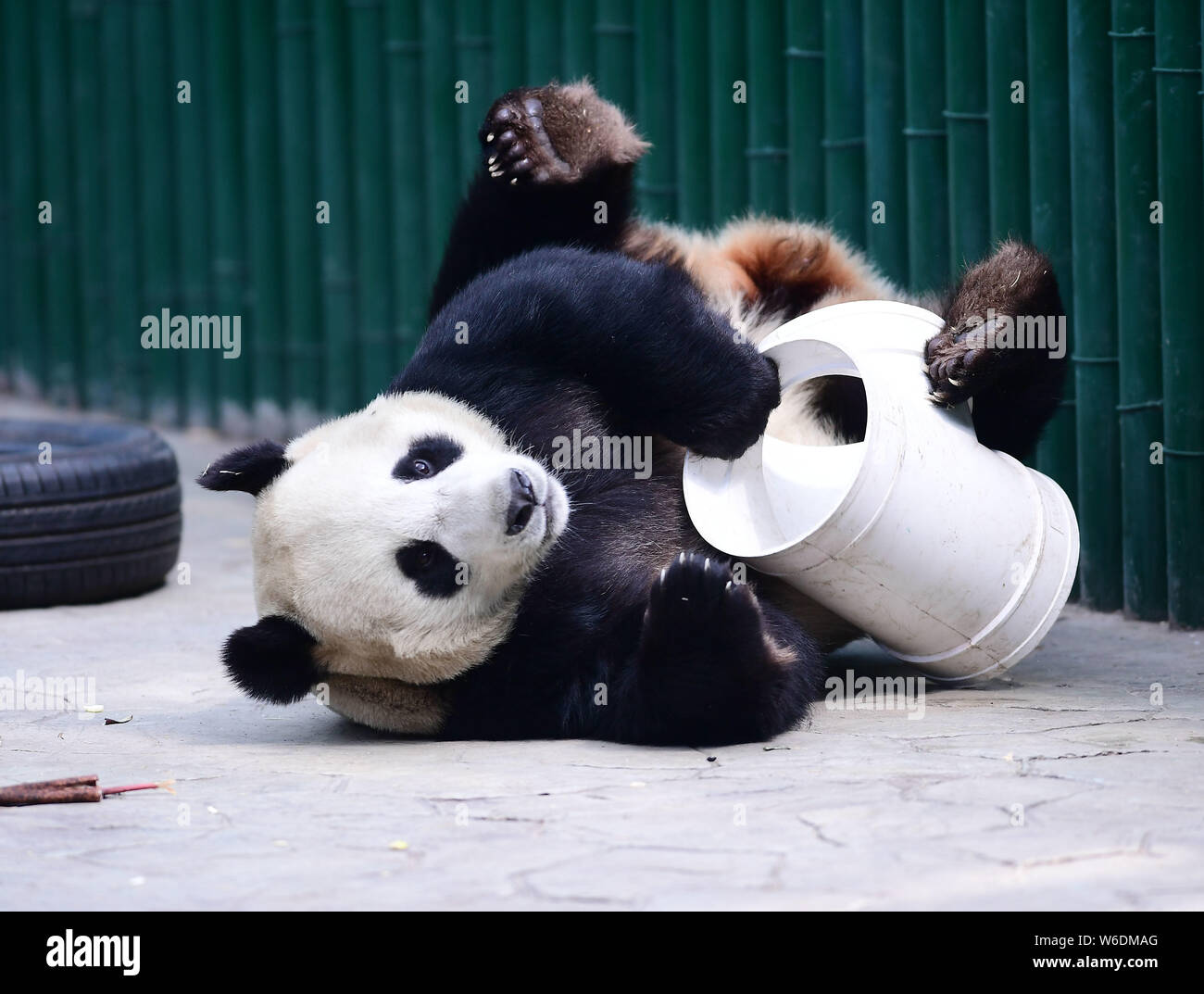 Giant panda Pu Pu, which is confirmed to be male, plays at the Shenyang ...