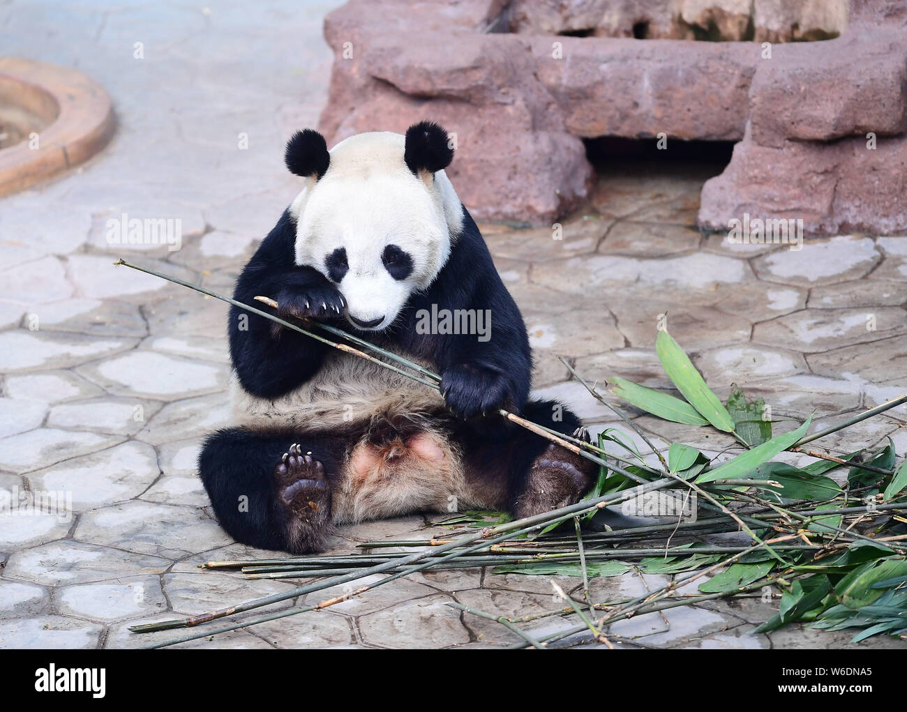 Giant panda Pu Pu, which is confirmed to be male, eats bamboo at the ...