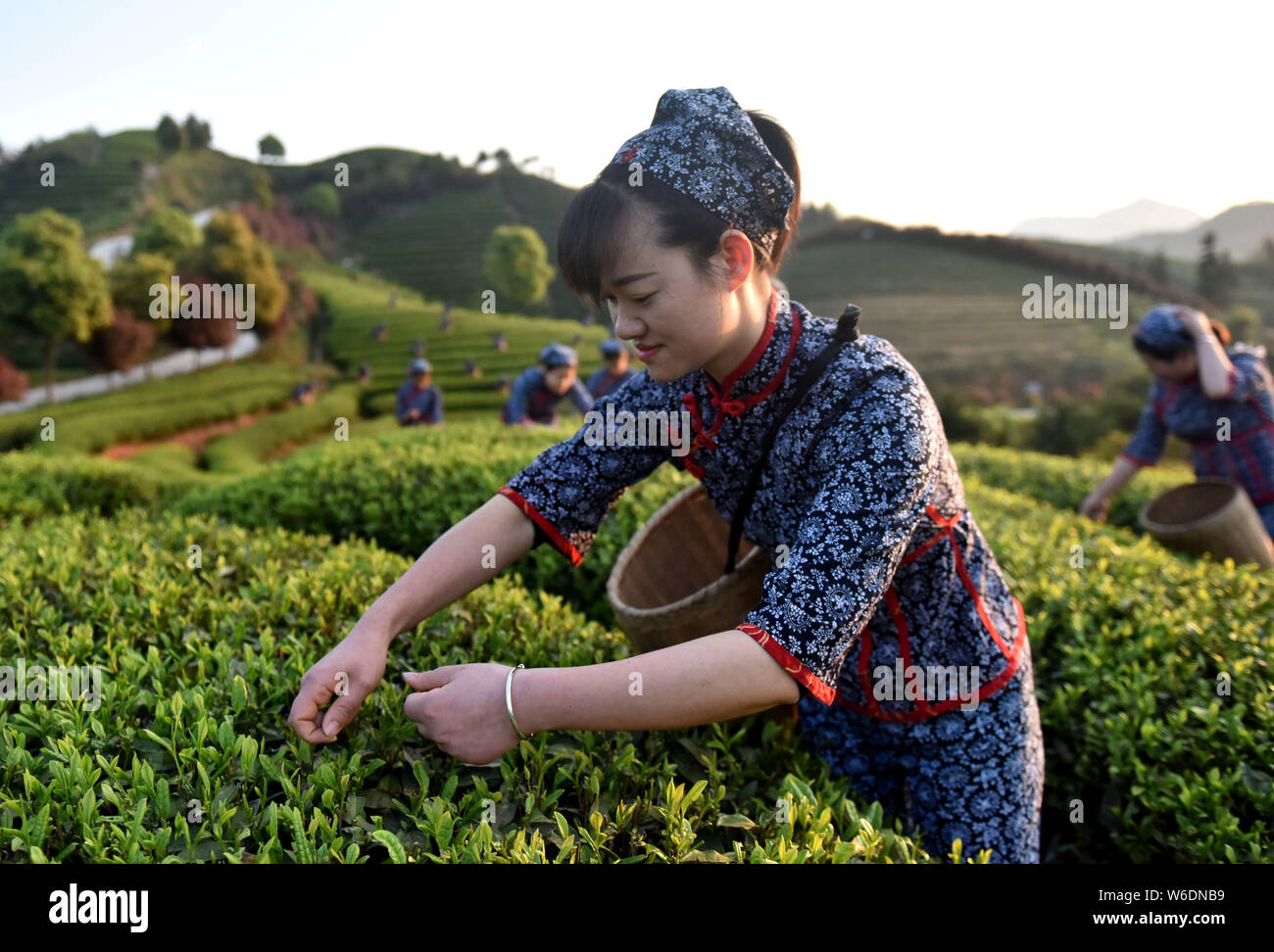 A Chinese farmer harvests tea leaves to produce Mingqian (literally ...