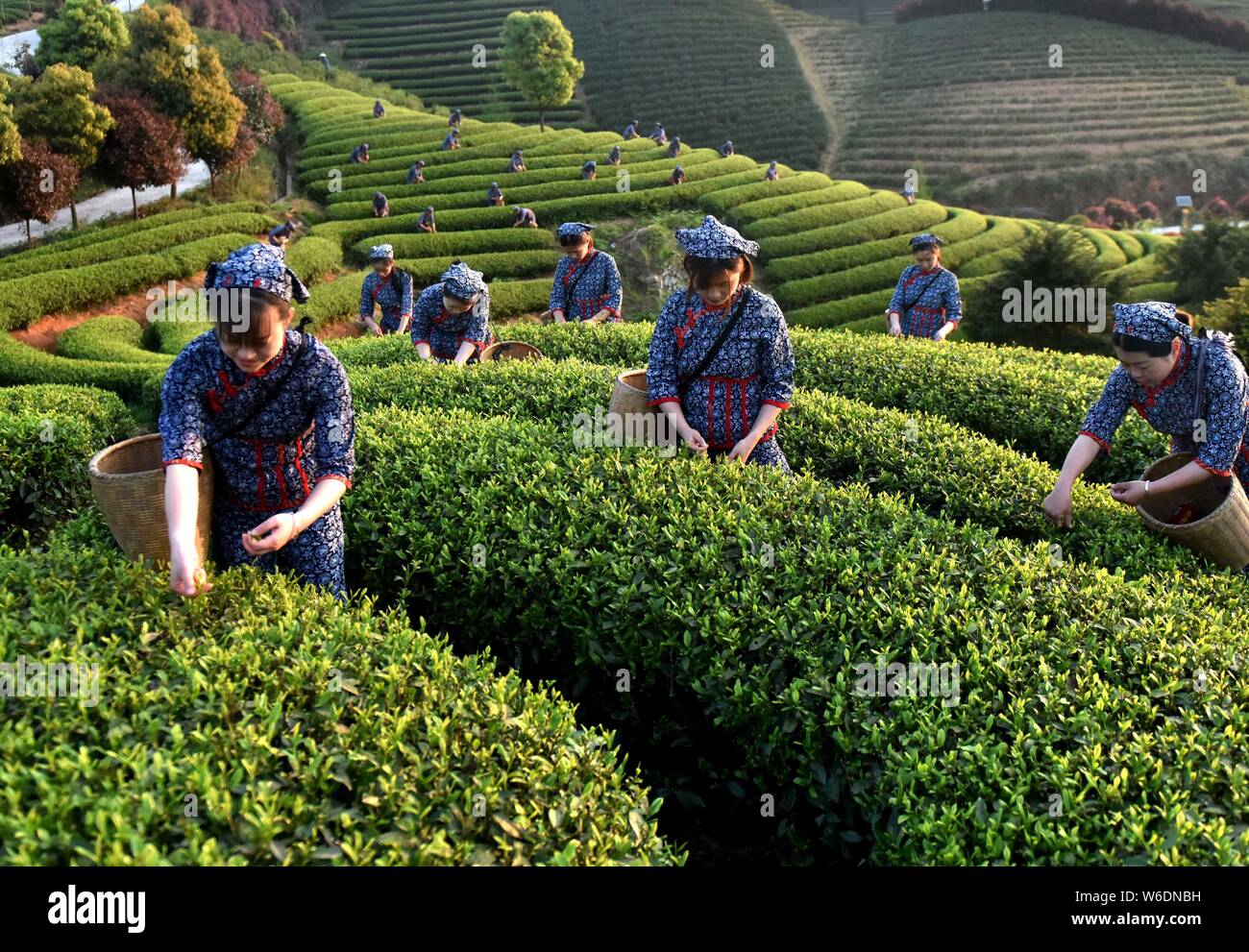 Chinese farmers harvest tea leaves to produce Mingqian (literally "pre ...