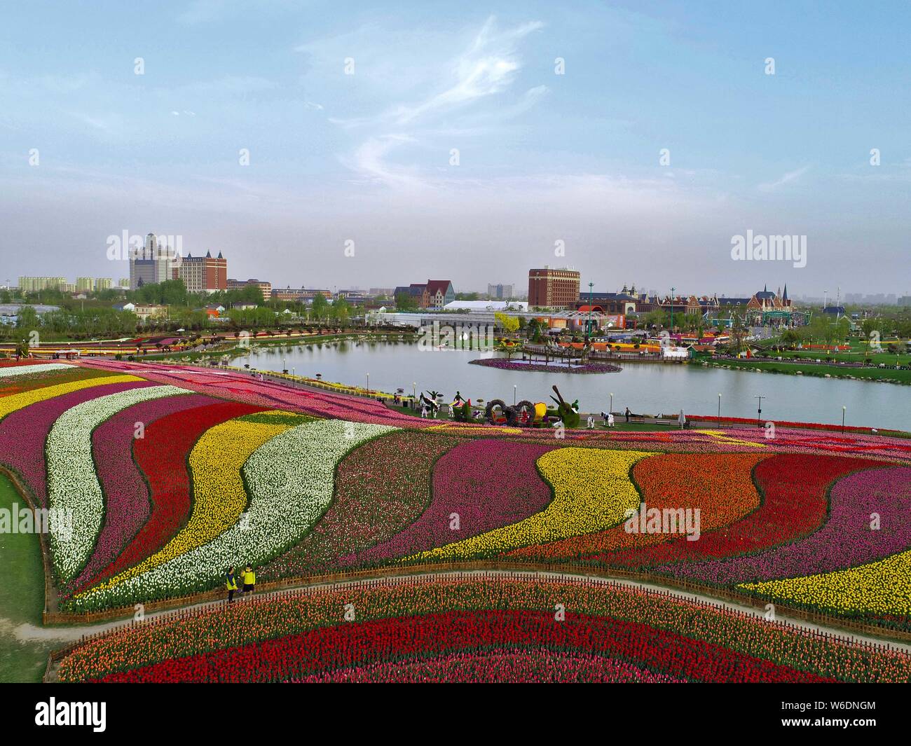 Aerial view of more than 30 million tulips in full blossom at the ...