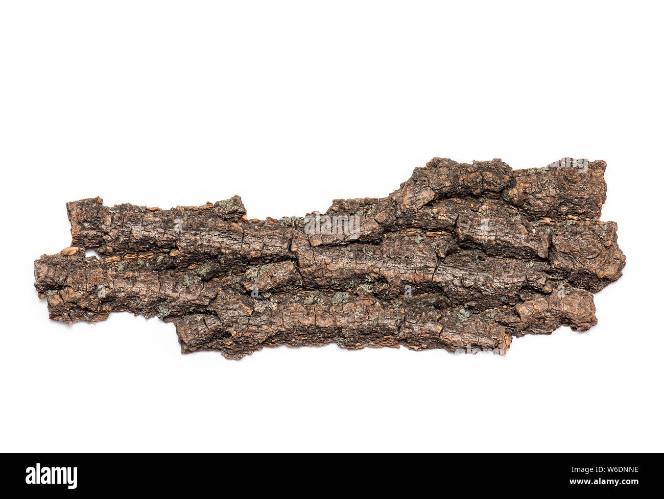 Bark or Crust of dry old Tree isolated on white Background - Top View ...