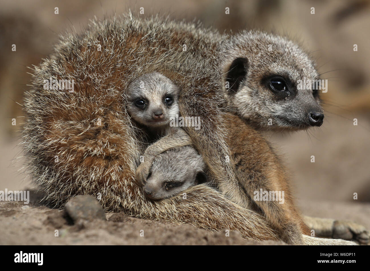 A baby meerkat begins to leave its den and explore the enclosure at ...