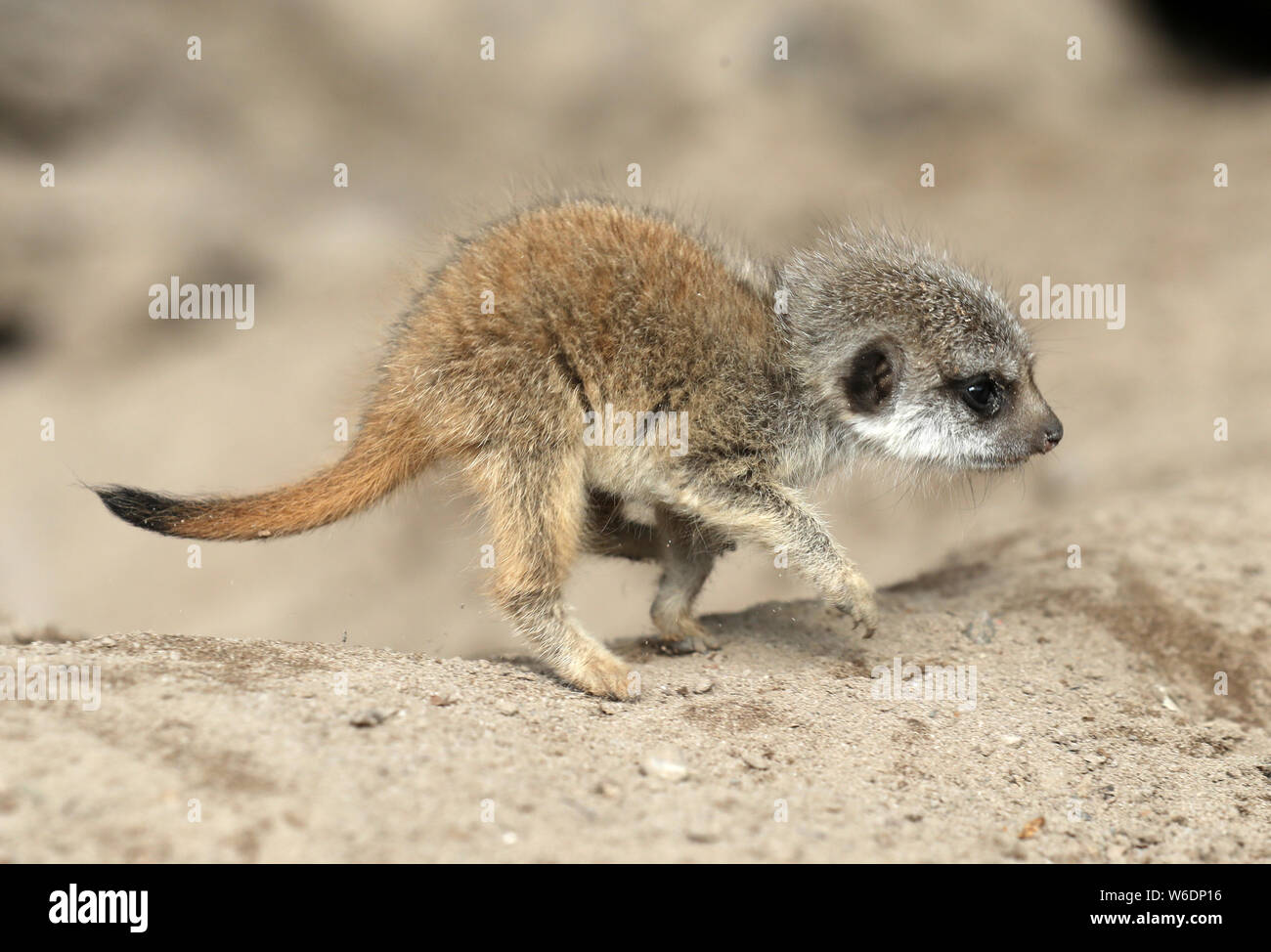 A baby meerkat begins to leave its den and explore the enclosure at ...