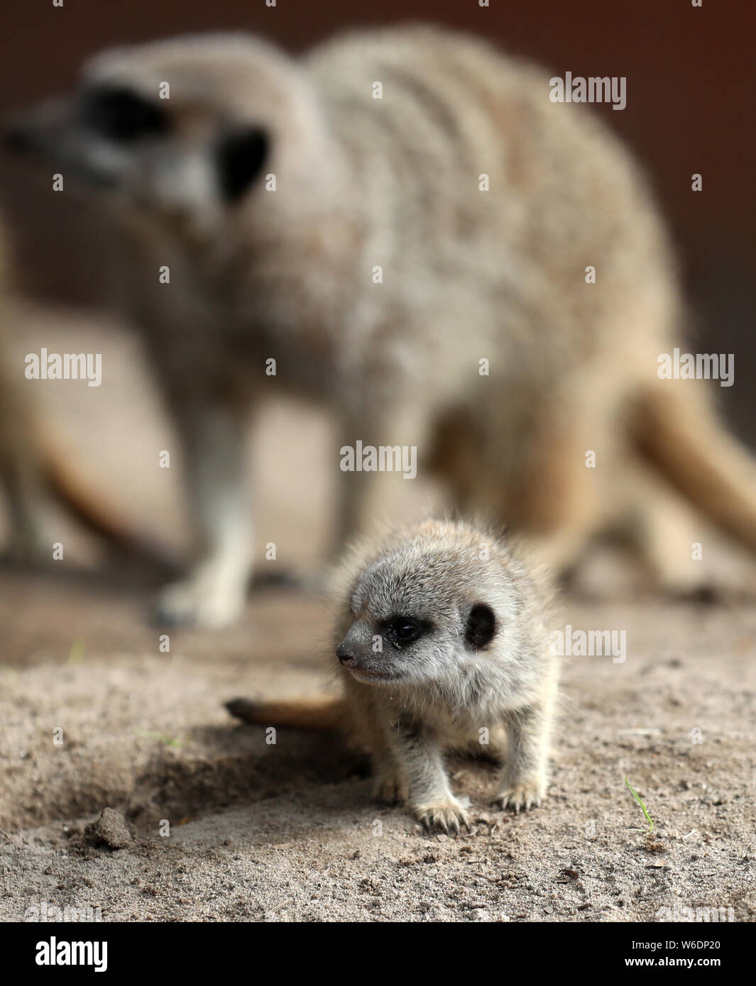 A baby meerkat begins to leave its den and explore the enclosure at ...
