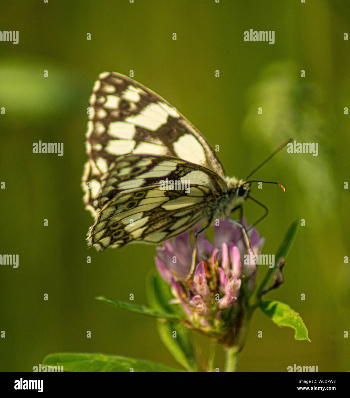 Close up Marco photograph of Black Marble Butterfly on english ...