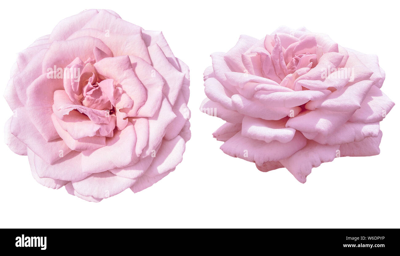 Beautiful pale pink rose isolated on white background in two proection ...