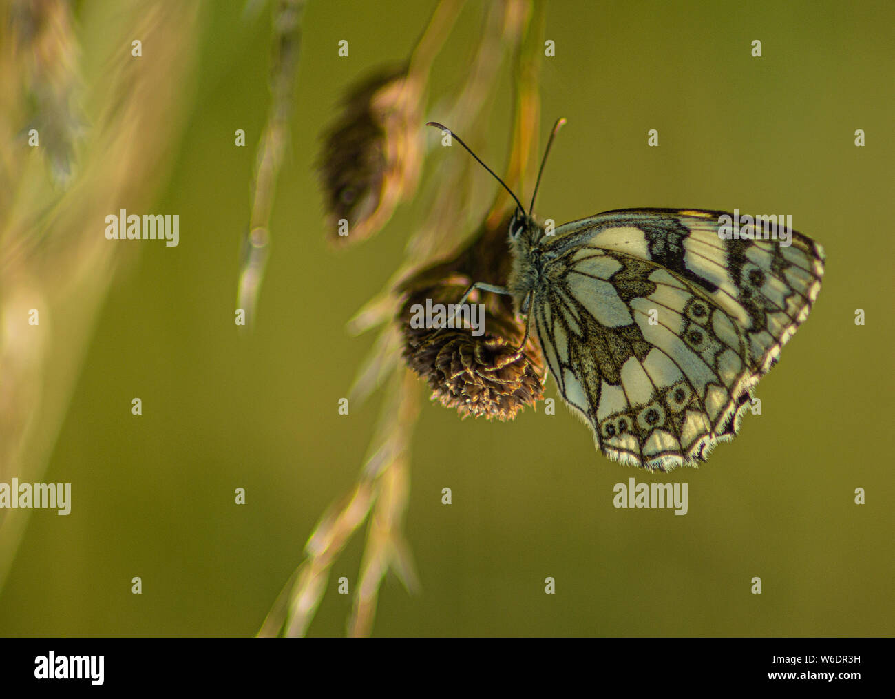 Close up Marco photograph of Black Marble Butterfly on english ...