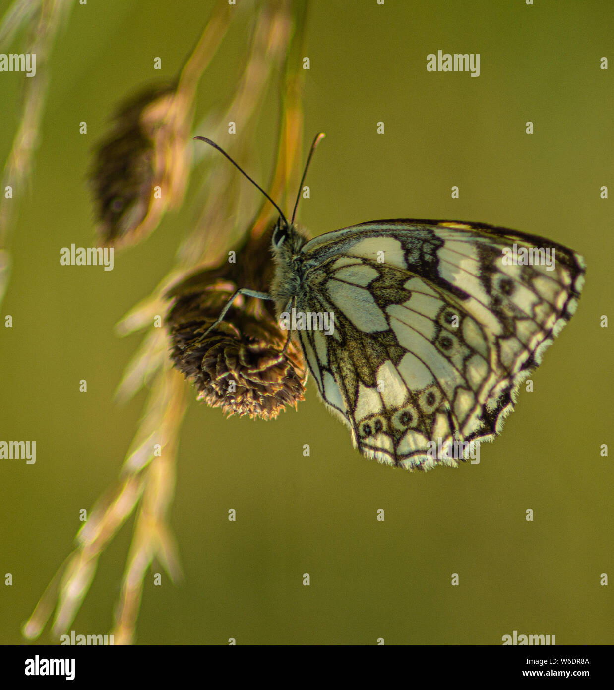Close up Marco photograph of Black Marble Butterfly on english ...