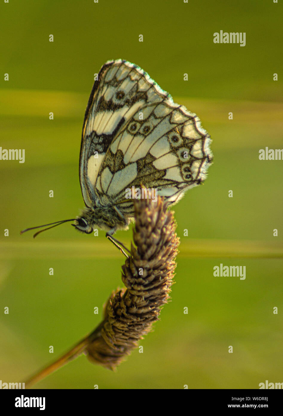 Stunning marble white butterfly hi-res stock photography and images - Alamy