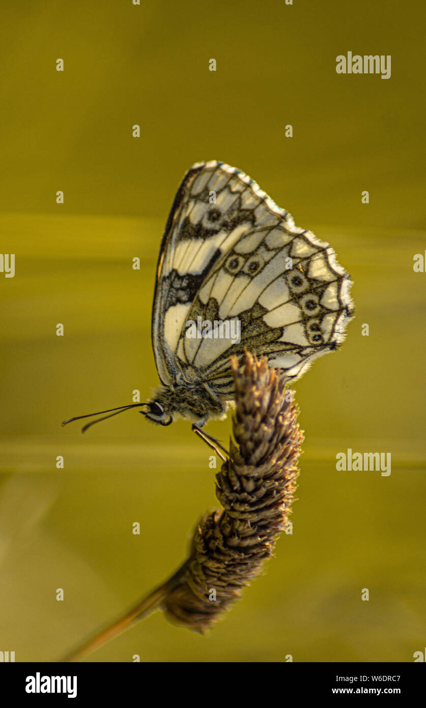 Marble white butterfly uk hi-res stock photography and images - Alamy