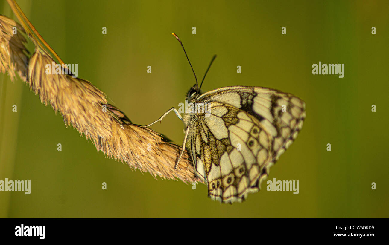 Close up Marco photograph of Black Marble Butterfly on english ...