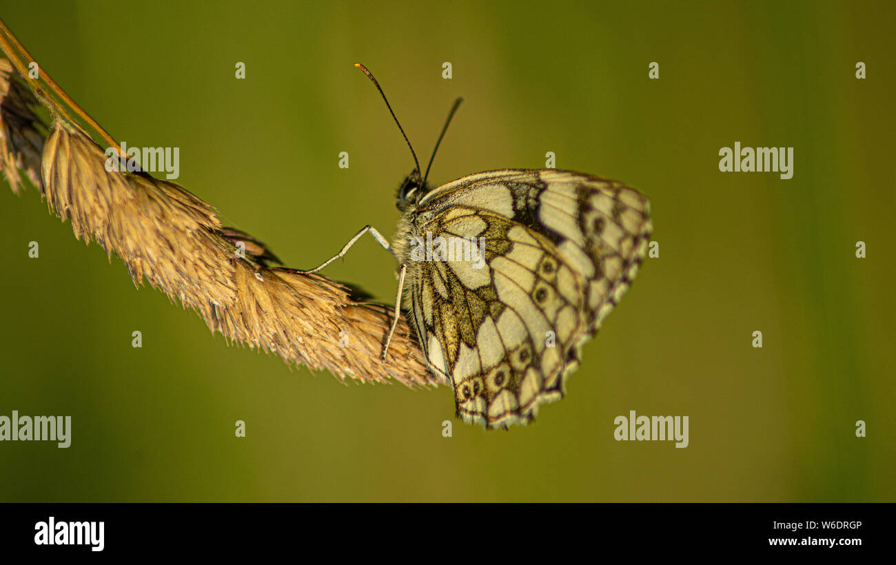 Close up Marco photograph of Black Marble Butterfly on english ...