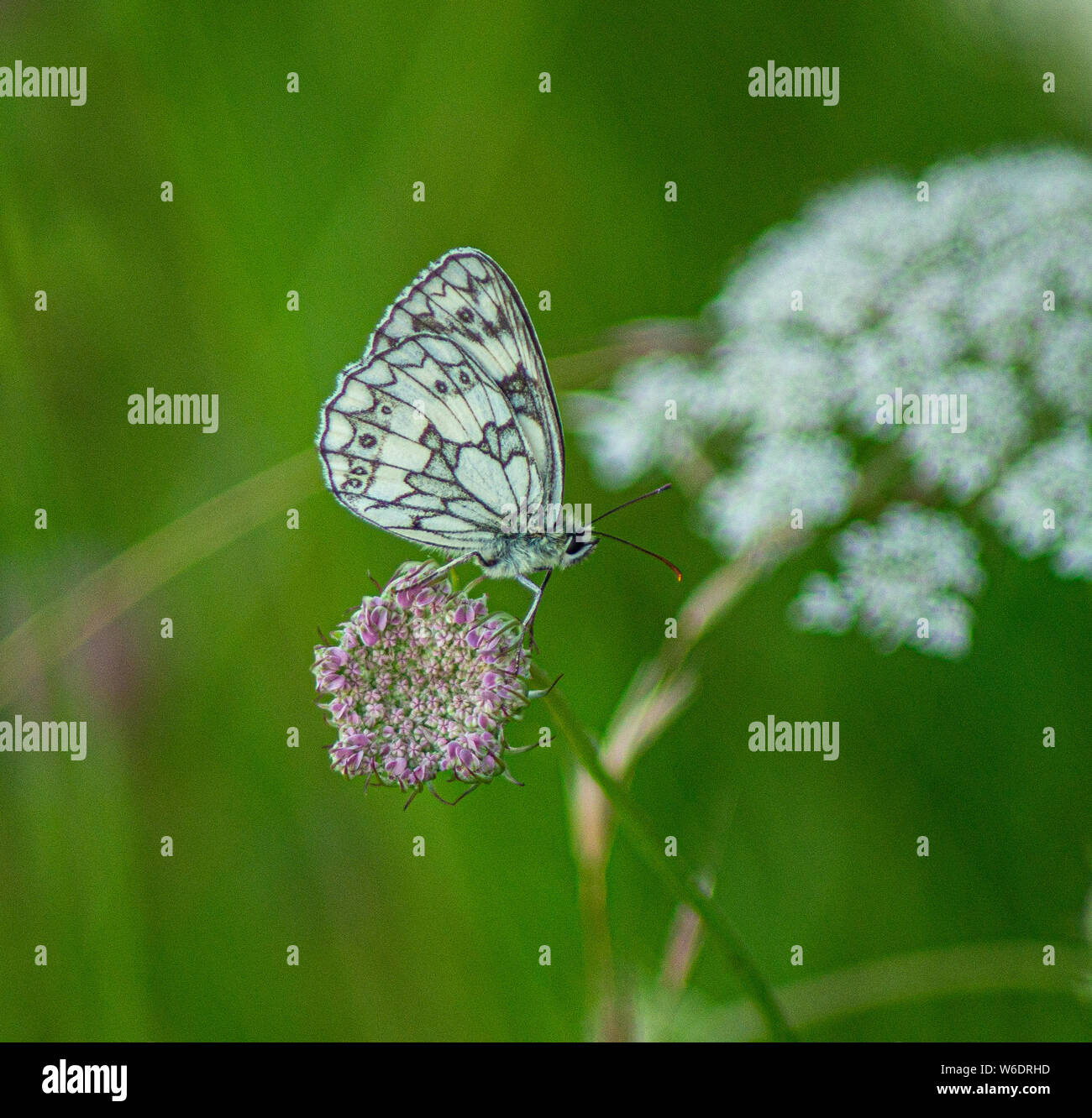 Close up Marco photograph of Black Marble Butterfly on english ...