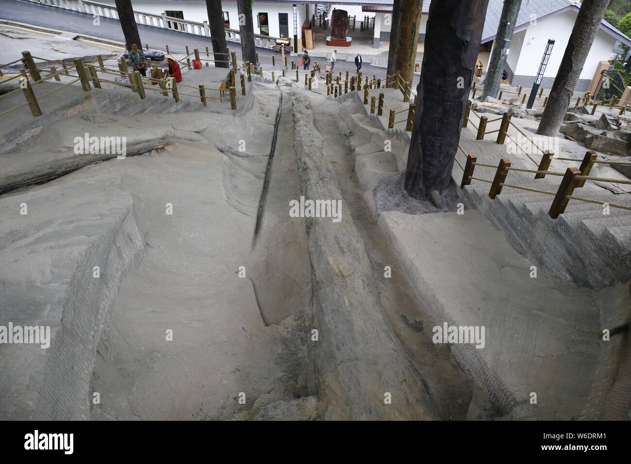 The longest wood fossil with a length of 29.5 meters is seen at the ...