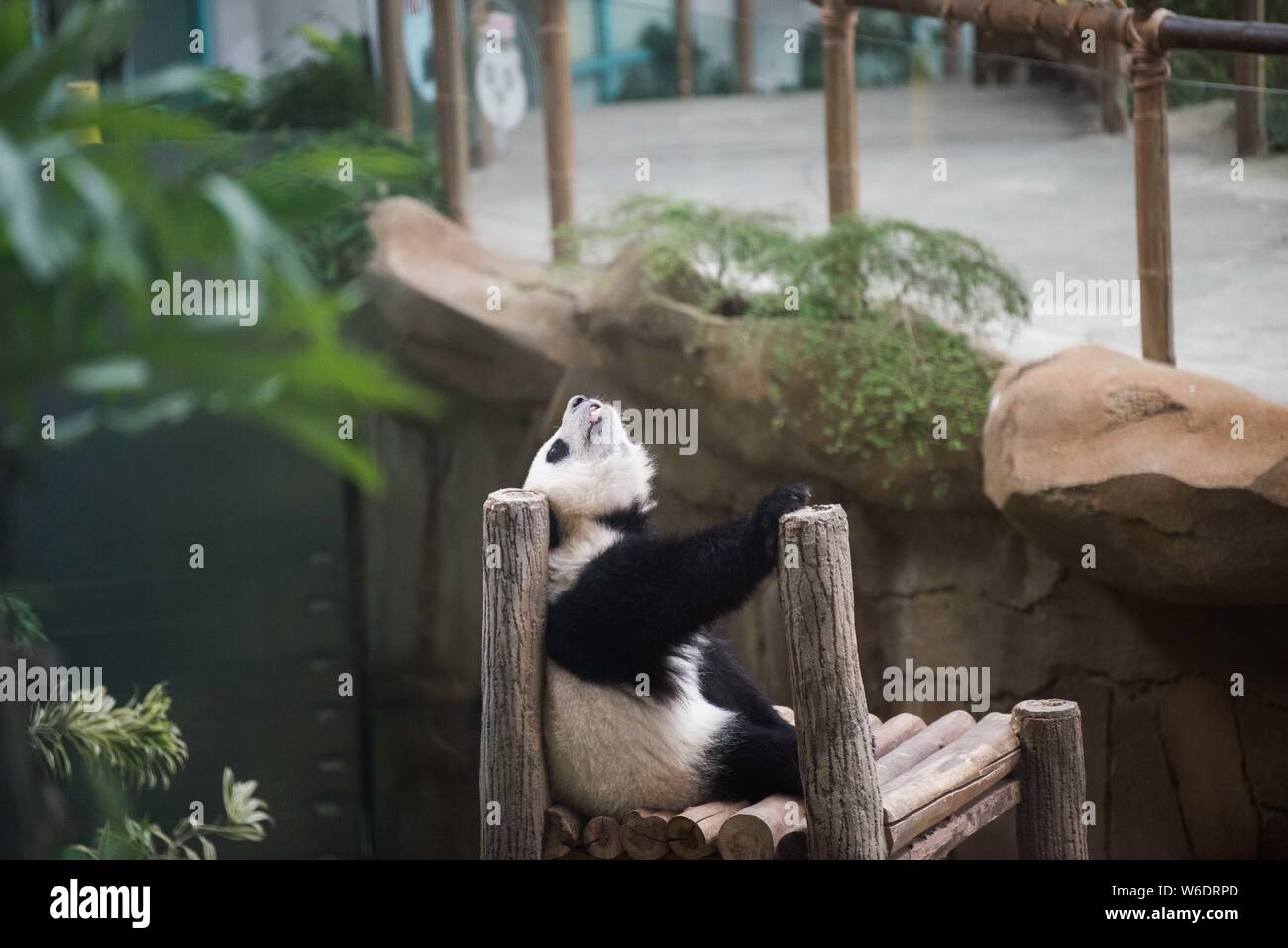 Kuala Lumpur, Malaysia. 1st Aug, 2019. Giant panda cub Yi Yi plays at ...