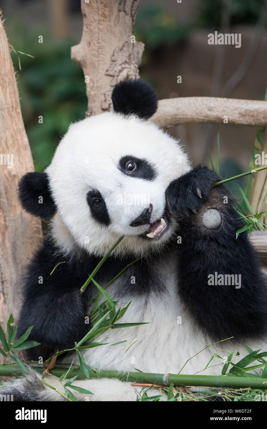 Kuala Lumpur, Malaysia. 1st Aug, 2019. Giant panda cub Yi Yi eats ...
